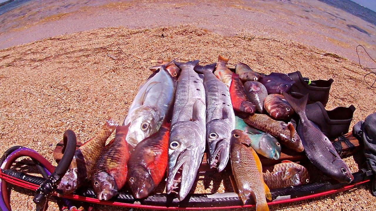 Spearfishing: Home Ground Pt 85 || Solo || Jack | Trub | Barracuda ...