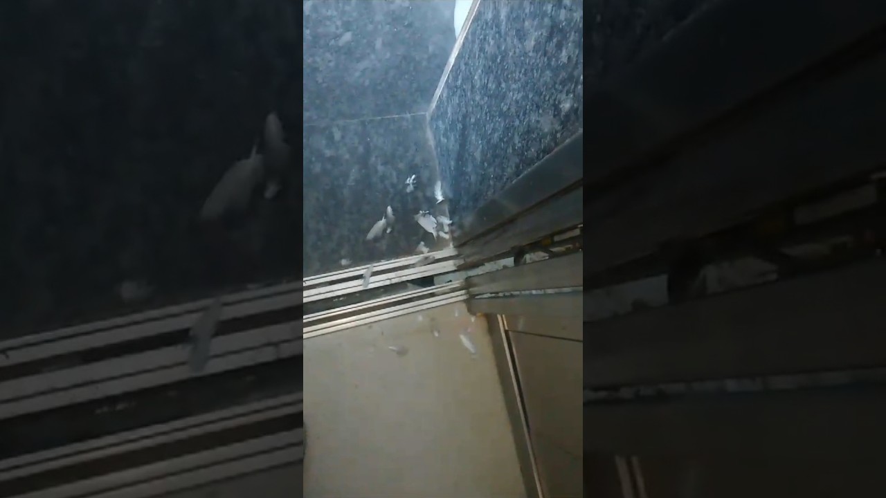 elevator accident and kabutar accident in elevator door cut in two ...