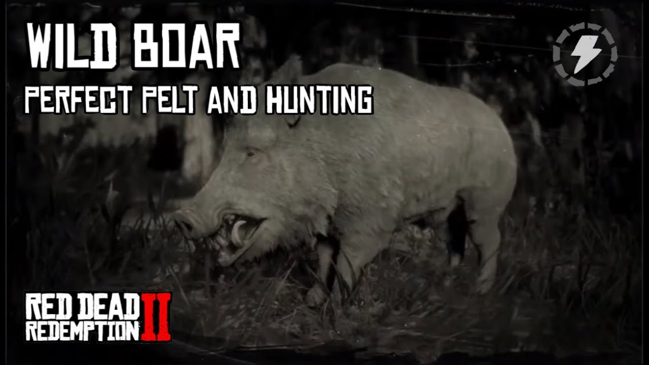 RDR2 - Wild Boar Perfect Pelt and Hunting Guide - YouTube