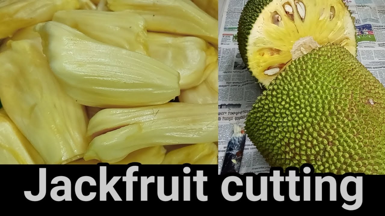 Jackfruit cutting||palapazham cutting||seasonal fruit - YouTube