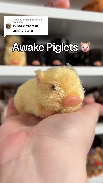 All of our animals 🤎 #babypig #micropig #piglet #animals #pony #puppy # ...