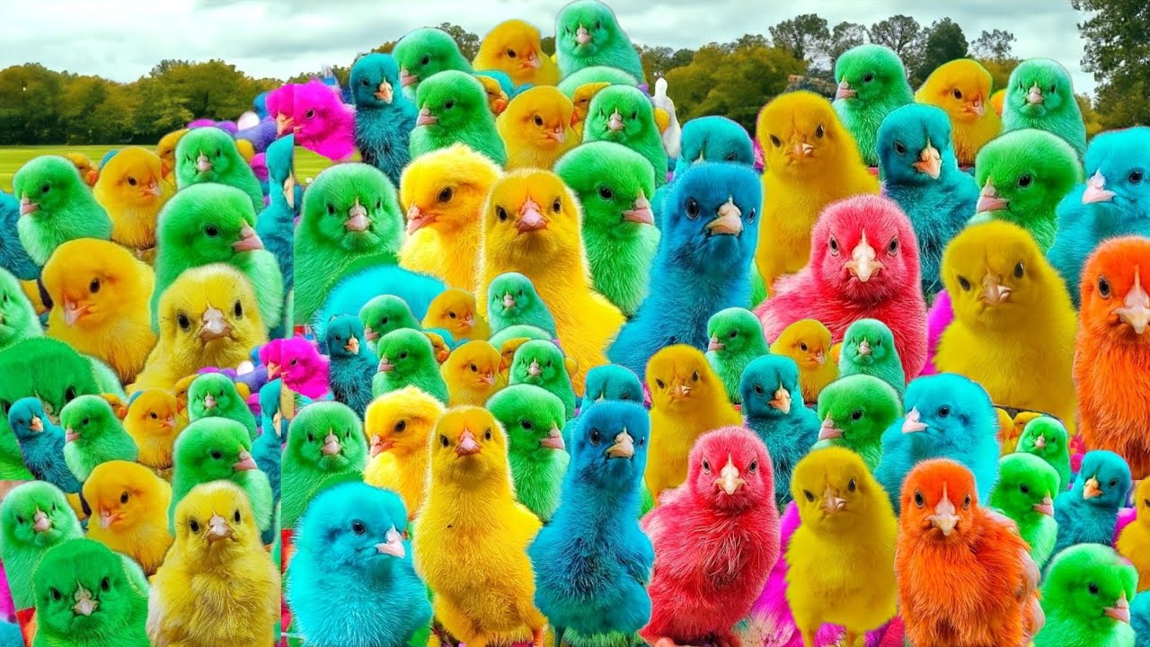 World Cute Chickens, Colorful Chickens, Rainbows Chickens, cute Duck ...