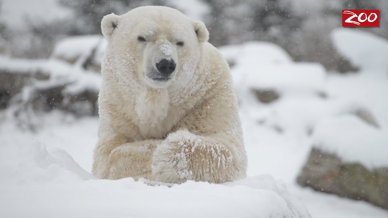 In Loving Memory of Nanuq, 1988 (Rescued in Alaska) - 2017 - YouTube