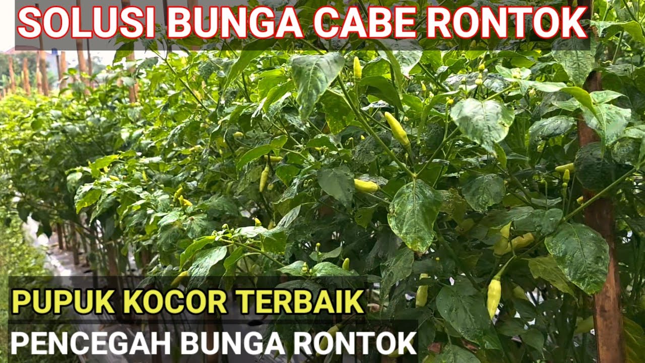 PUPUK KOCOR TERBAIK ️TANAMAN CABE DI FASE GENERATIF-AGAR BUNGA TIDAK ...