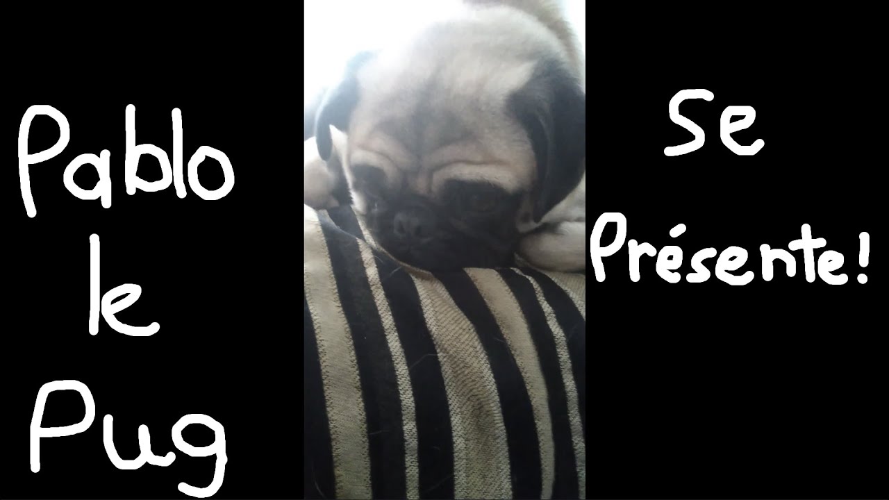 Pablo le Pug se présente ! - YouTube