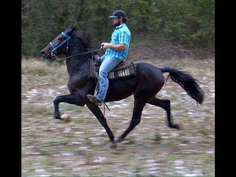 Standardbred Trotter Speed Racking Stallion - YouTube