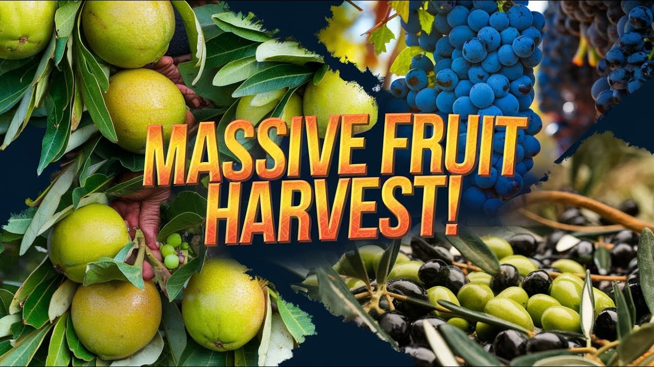 How Farmers Harvest Thousands Tons of Fruits - Guava, Grape, Olive ...