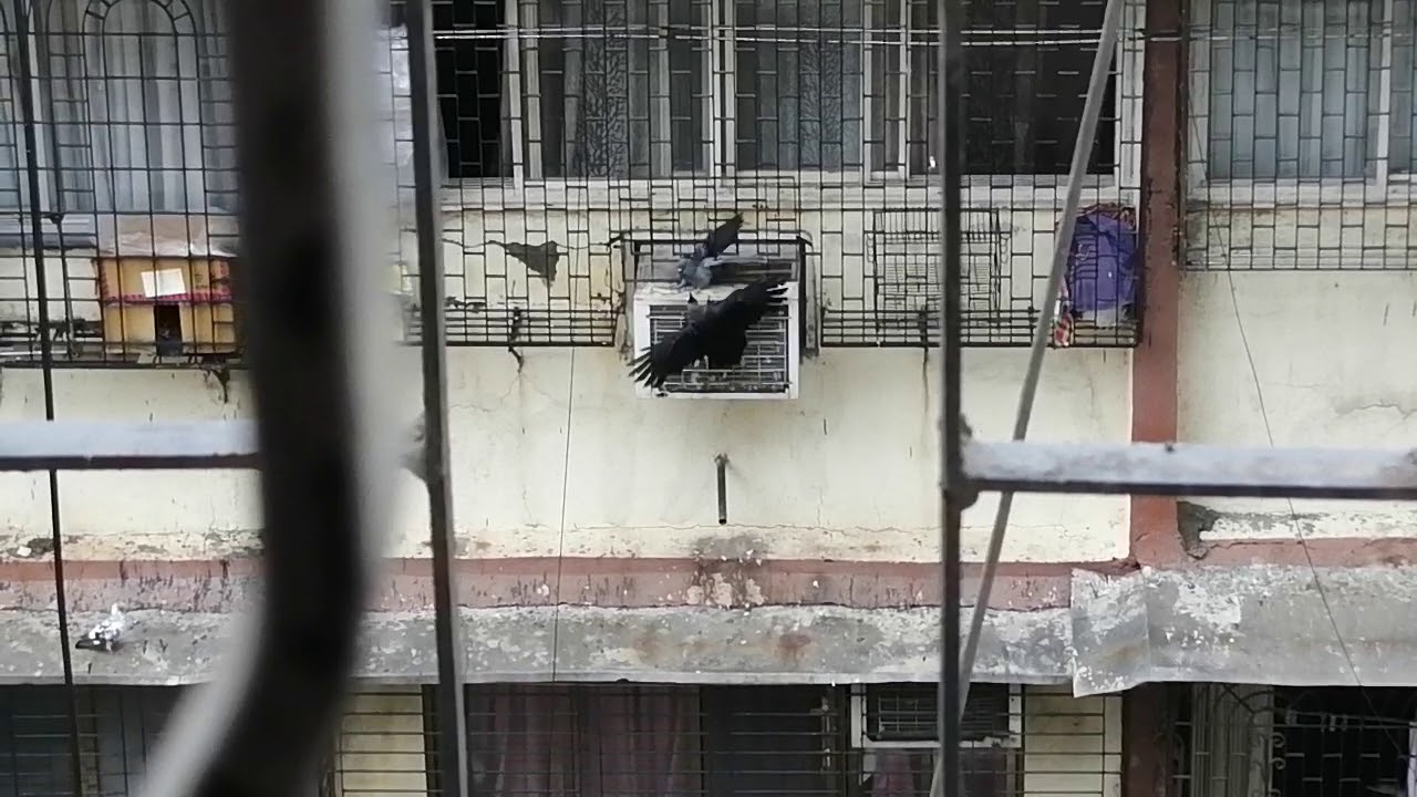 Pidgeon VS Crow, pidgeon saves eggs !!! - YouTube