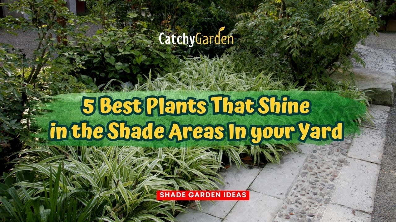 5 Best Plants That Shine in the Shade Areas In your Yard 🌱🌺☘️ ...