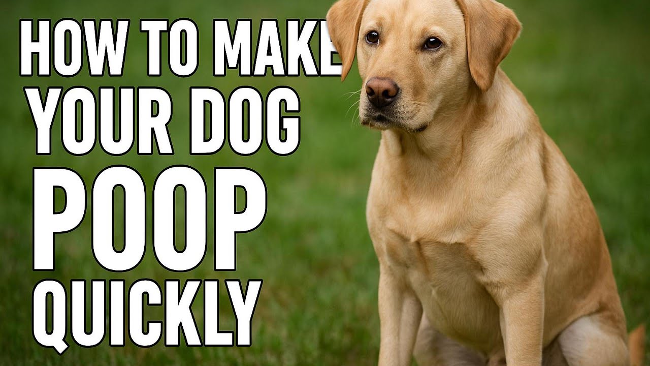 15 Ways to Help Your Dog Poop Quickly – Effective Home Remedies for Dog ...