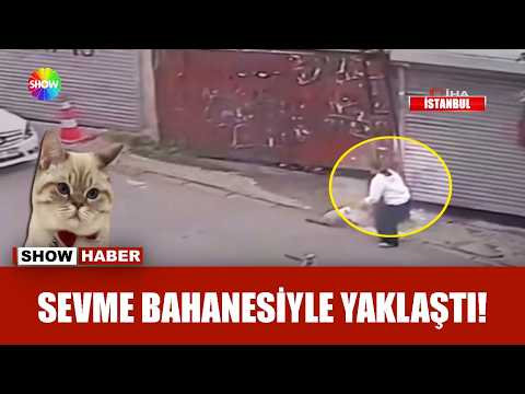 Cins kediyi çalıp gitti!