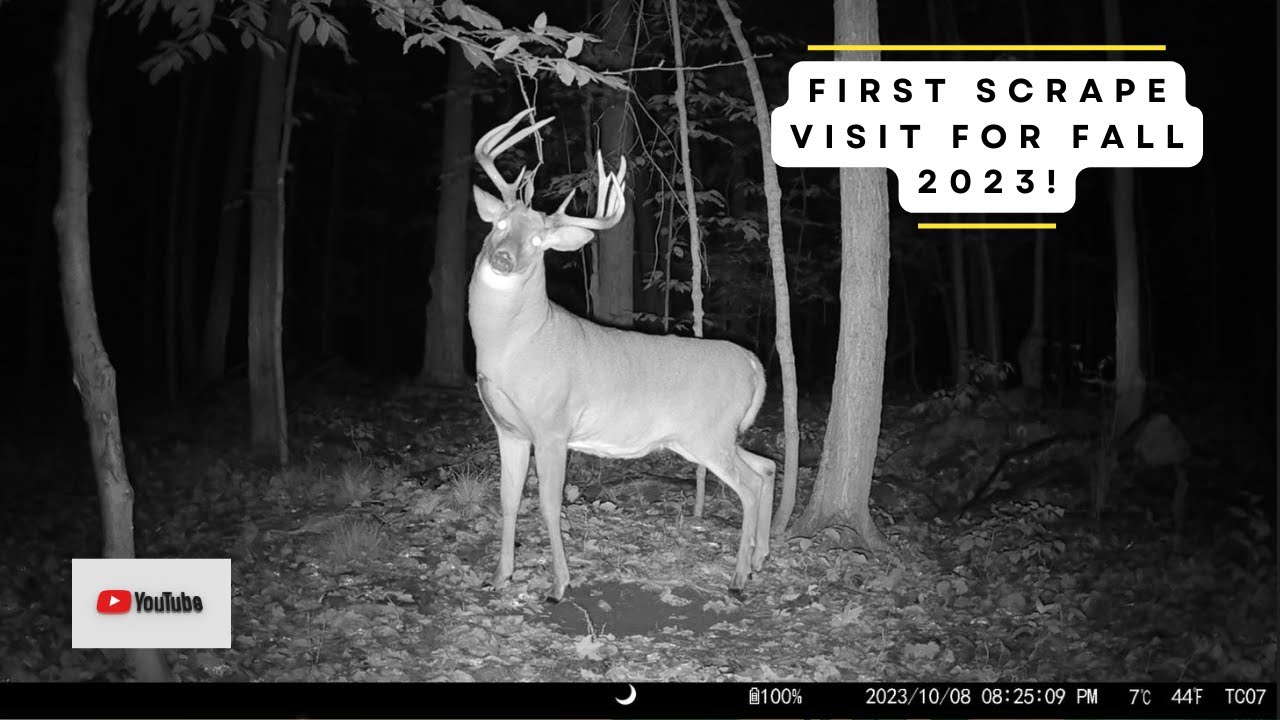 BIG Buck Works Mock Scrape | Trail Cam Video - YouTube