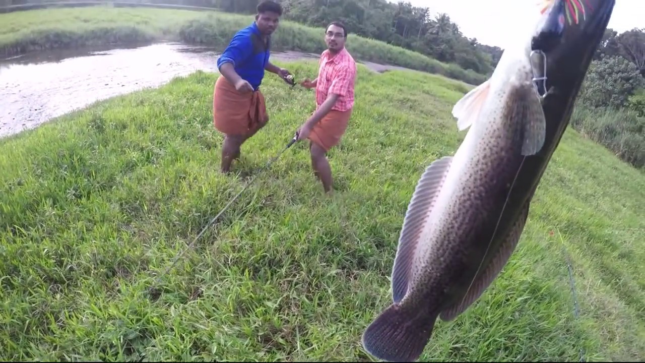 Kerala new generation Fishing in River_Big Manal Vaaha , Malabar ...