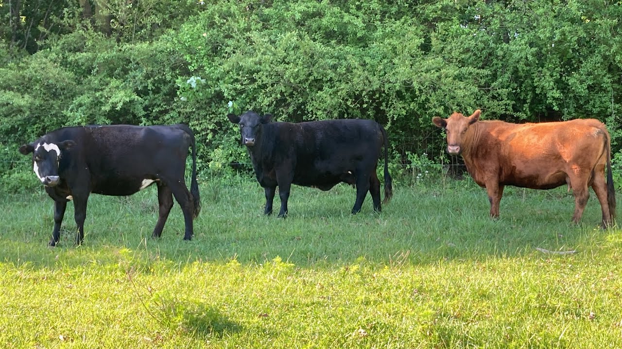 Checking Cattle & Checking Hay! #farmlife #beef #angus #babycalf # ...