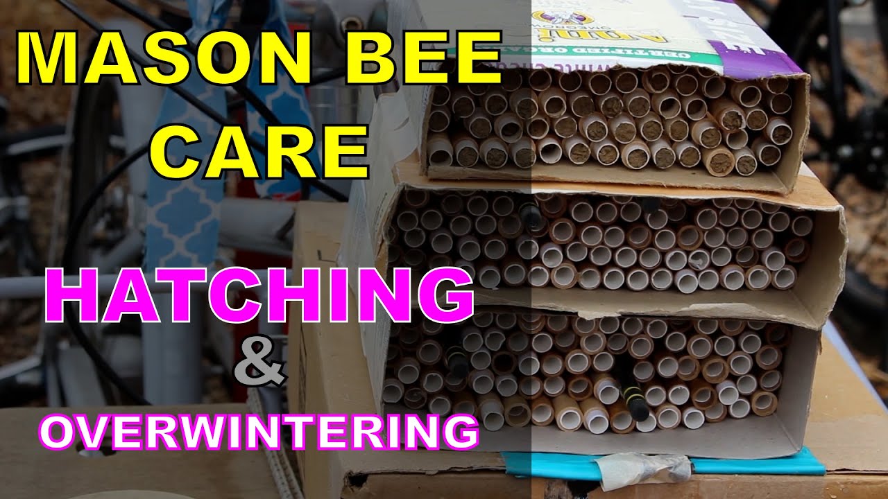 How to care for Mason Bees, Hatching, Overwintering - YouTube
