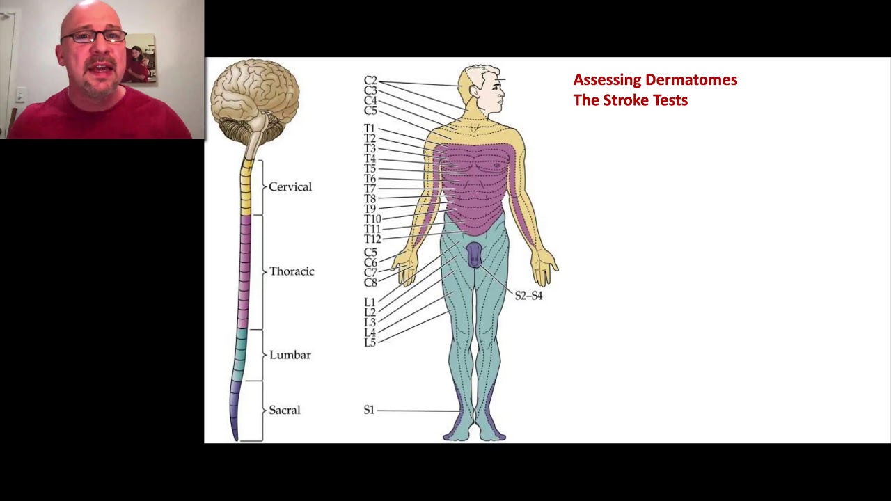 Paramedic Neurological Assessment 6 - Dermatomes - YouTube