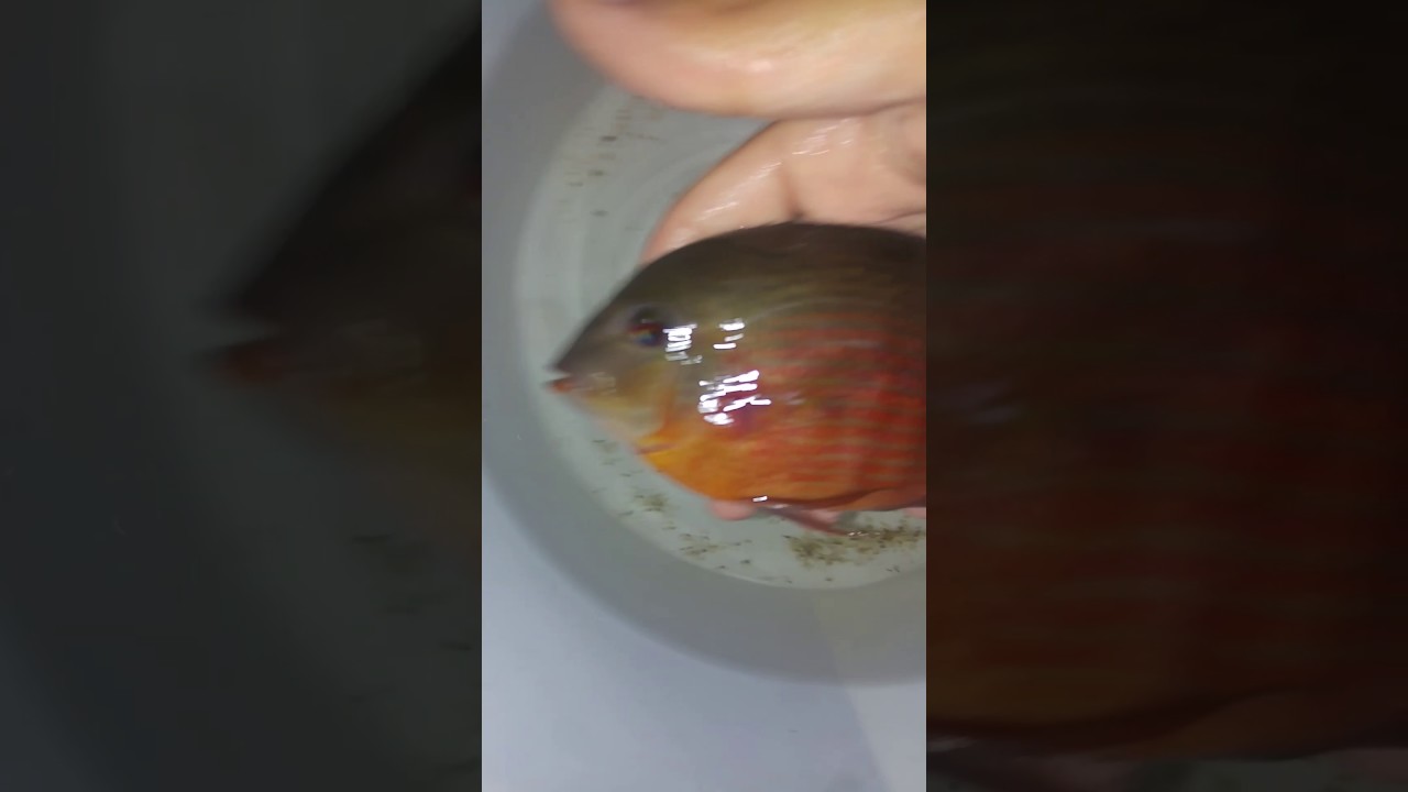 Heros severus 'RED Inirida' (Heros Liberifer) pair - YouTube