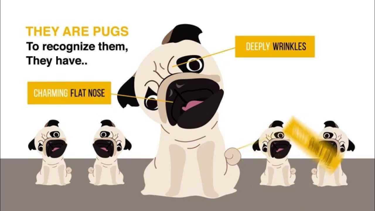 Facts about pugs - YouTube