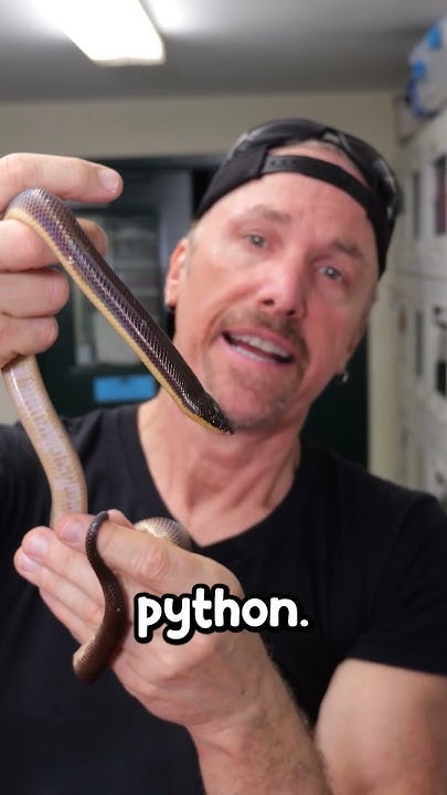 Loxocemus bicolor ( Mexican Burrowing Python ) - YouTube