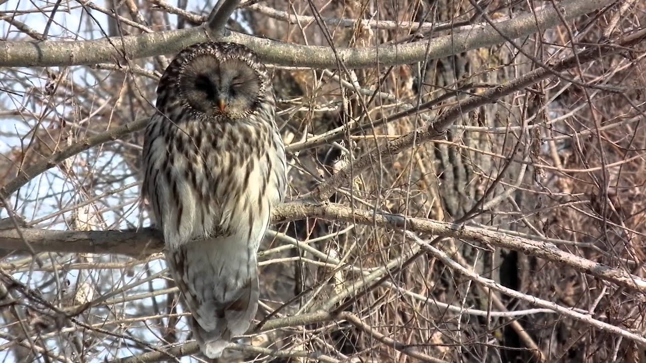 Ural owl (Strix uralensis) Uráli bagoly - YouTube