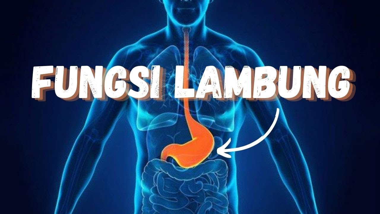 5 Fungsi Lambung pada Sistem Pencernaan Manusia - YouTube