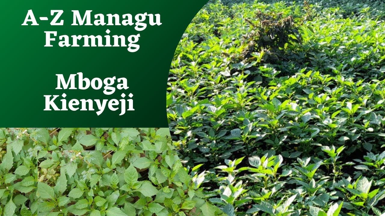 A-Z managu farming business in kenya|quick money mboga kienyeji farming ...
