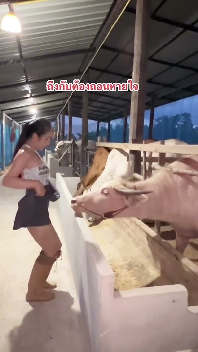 เบิ่งก่อนจั่งกินหญ้าแซ่บ😂😂#funny #comedy #animals #baffalo #cow #farming #อรัญญาฟาร์ม - YouTube
