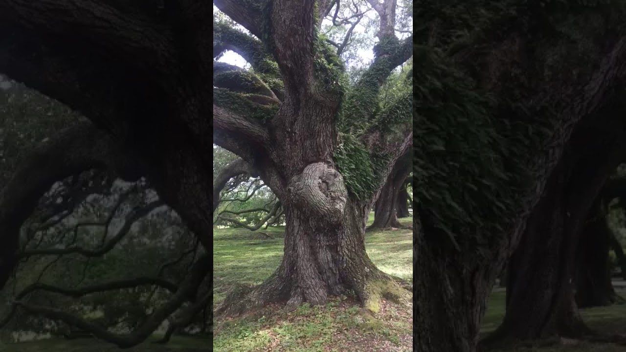 Oak Tree 100 years old tree - YouTube
