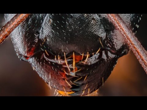 Ant Real Face in Microscope - YouTube