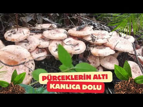 Vavvv! Pürçeklerin Altı Kanlıca Dolu. Bol Mantarlı Harika Video Keyifli Seyirler Arkadaşlar .