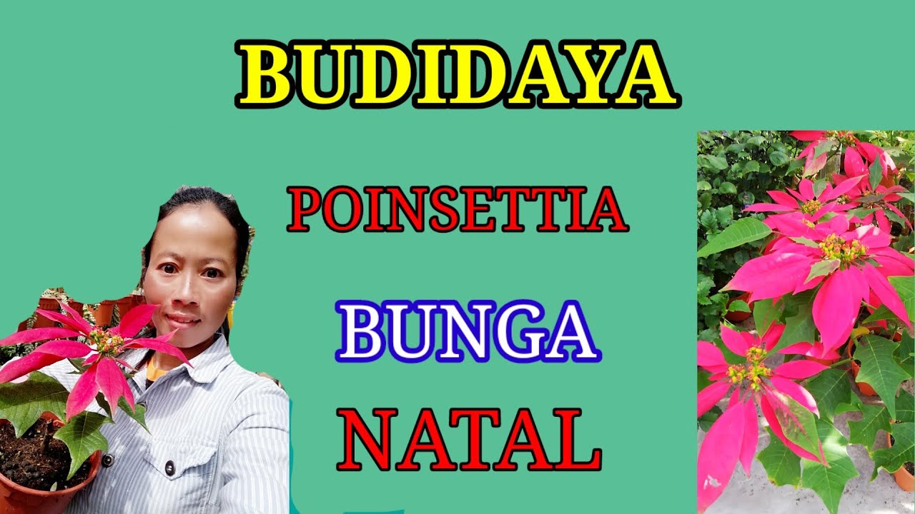 Budidaya bunga poinsettia atau kastuba - YouTube