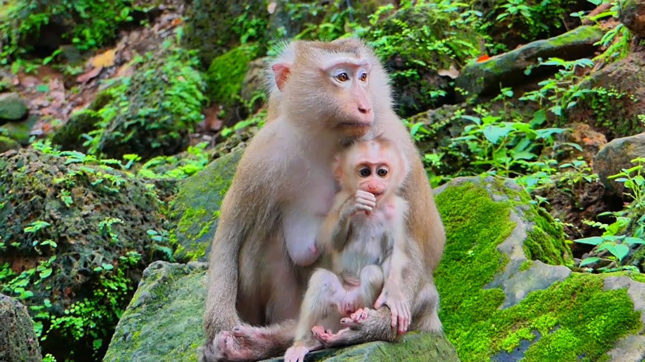 Really beautiful baby monkey Robin with mom Rose sitting on the stone ...
