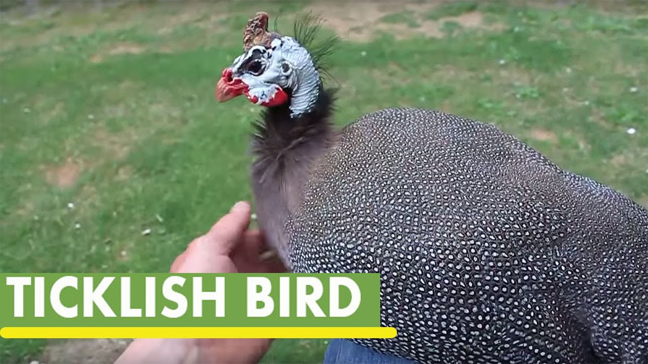 Did you know that birds are ticklish? - YouTube