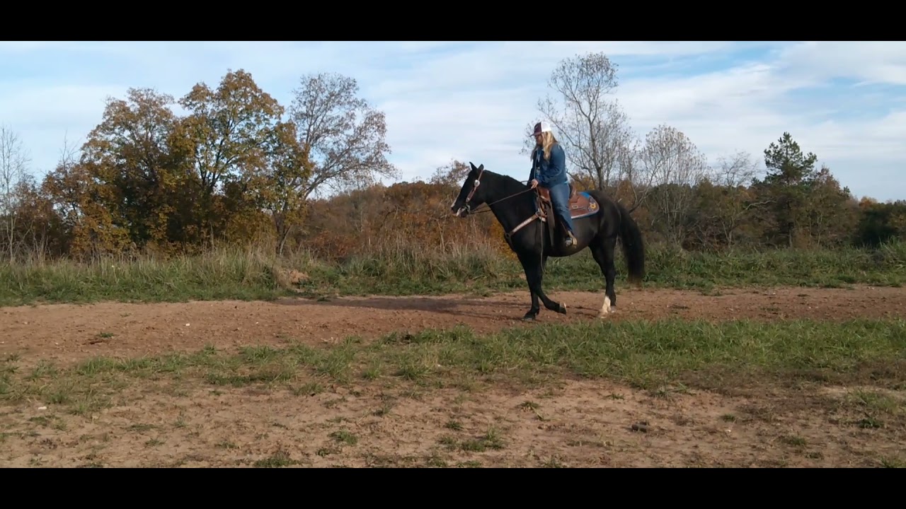 Morgan Quarter horse cross mare trail ridden, drives, traffic safe ...