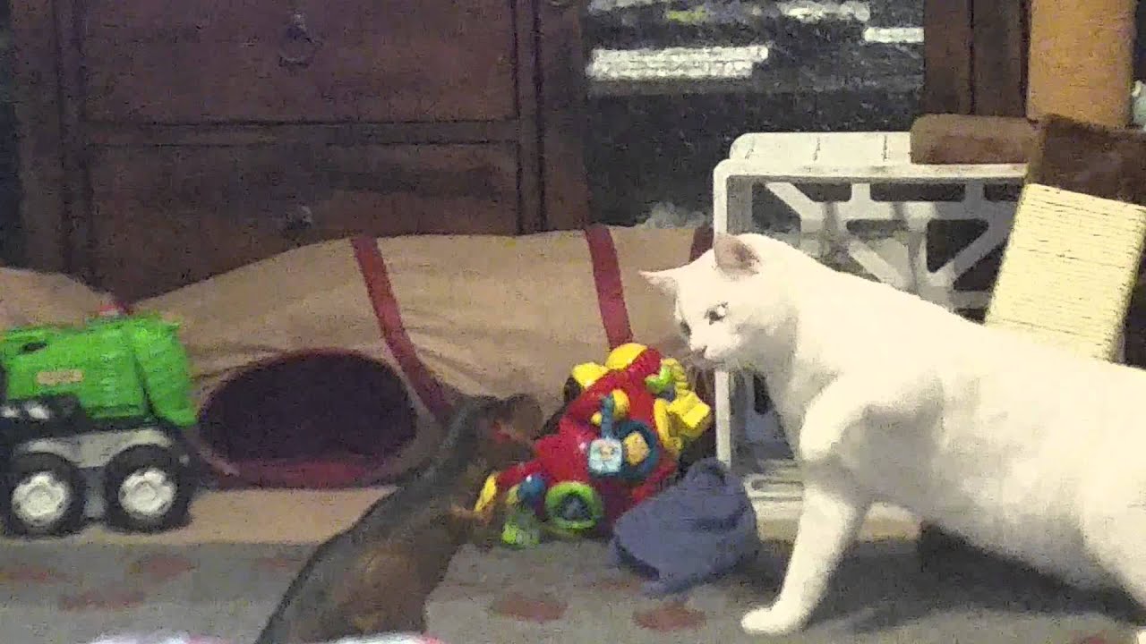 Cat vs dinosaur - YouTube