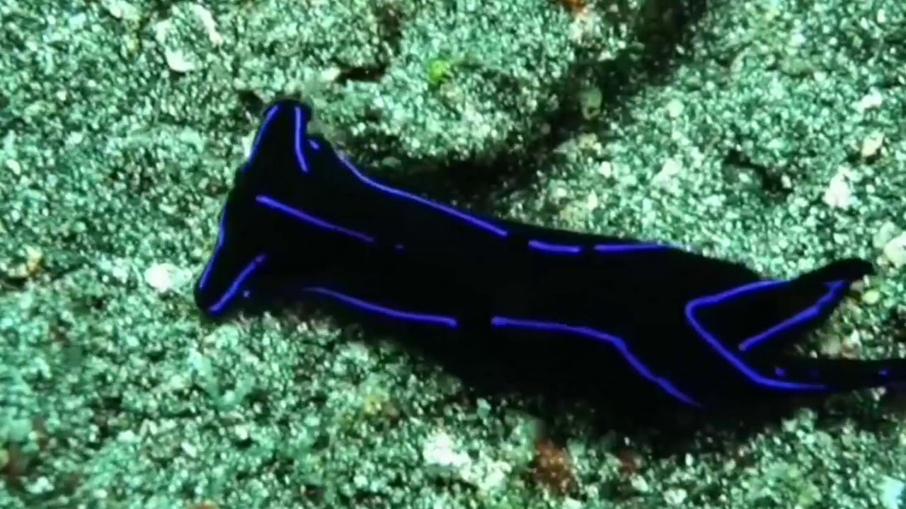Close Shot On An Incredibly Beautiful Blue Velvet Head-shield Sea Slug ...