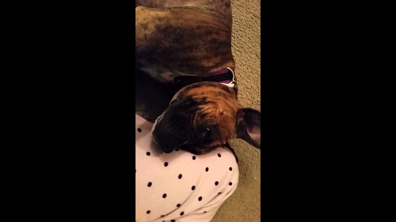Lilly the Boxer 30 days pregnant - YouTube