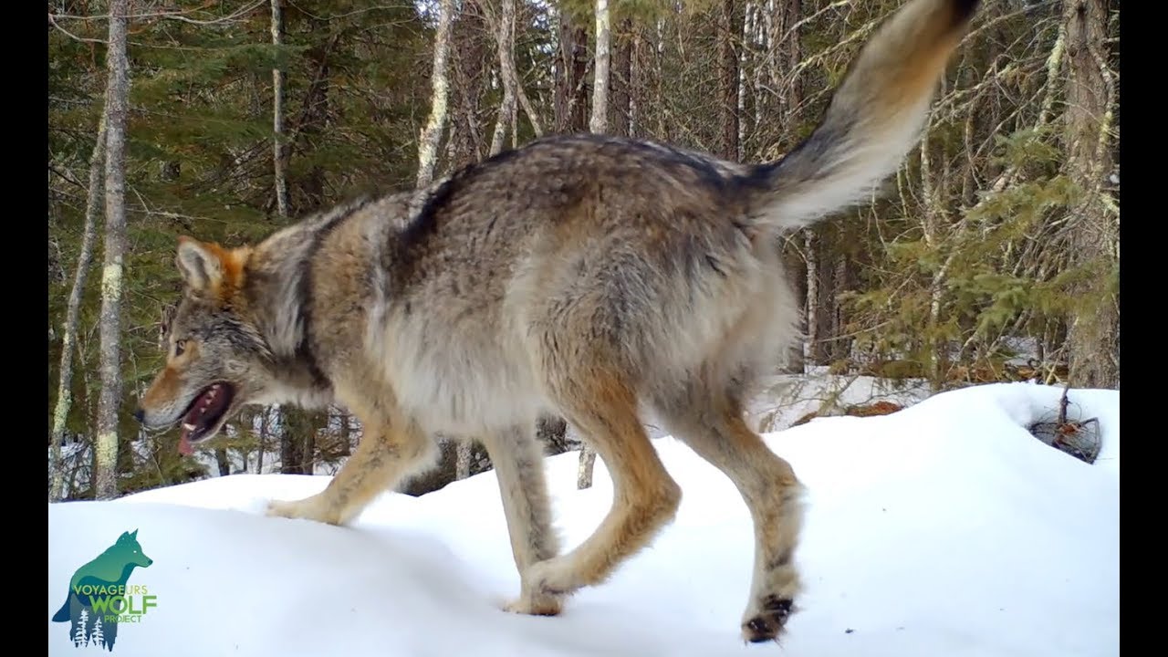 Wildlife activity around a previously used wolf den - YouTube