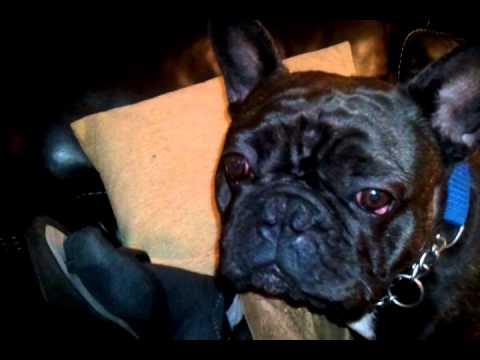 Bulldog says Hello - YouTube