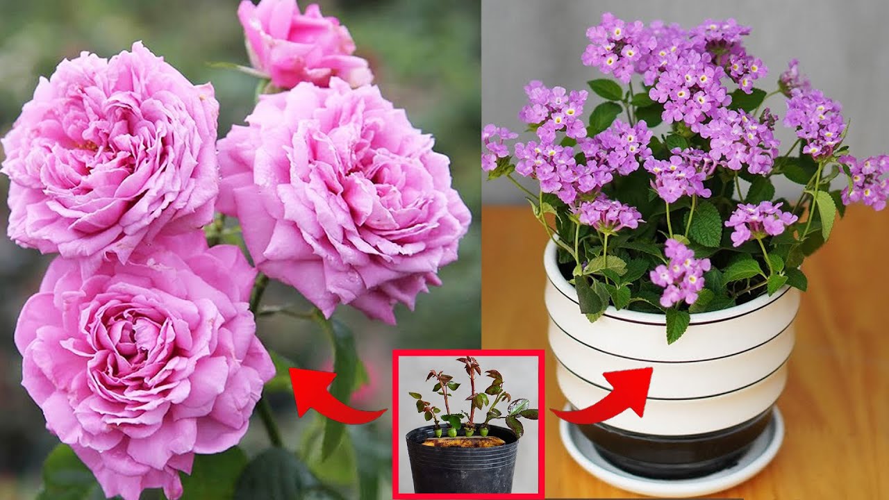 EASY ROSE BUD GROWING TUTORIAL BEGINNER FRIENDLY WATCH NOW! - YouTube