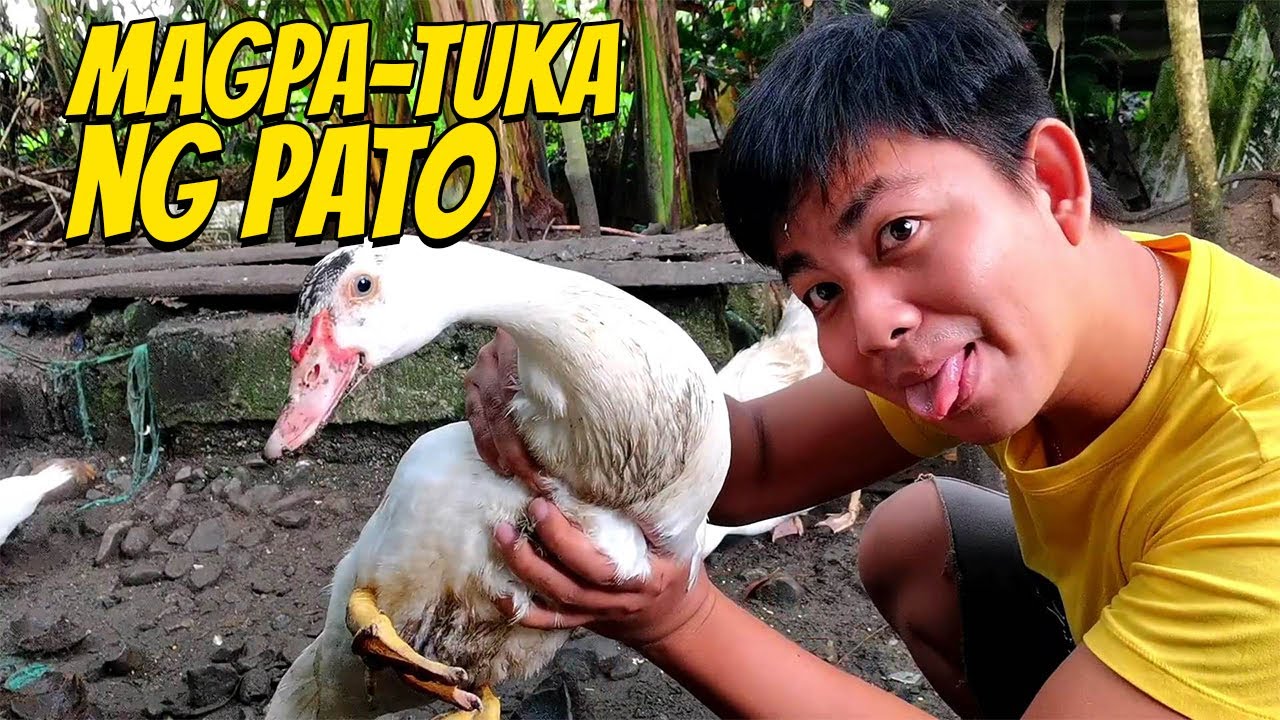 PAANO MAGPAKAIN NG PATO O DUCK? - YouTube