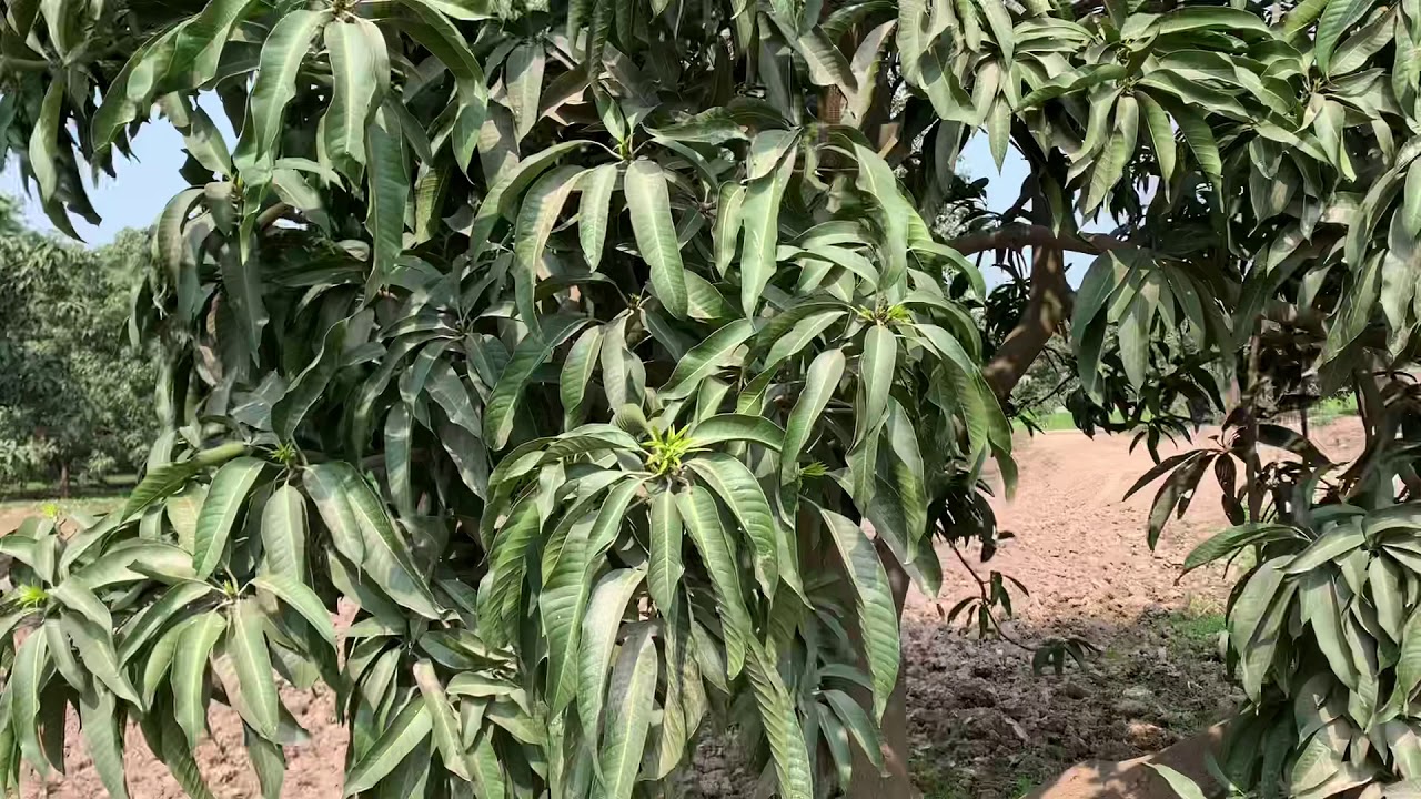 How To Force More Flowering In Mango Tree And Increase Mango Yield
