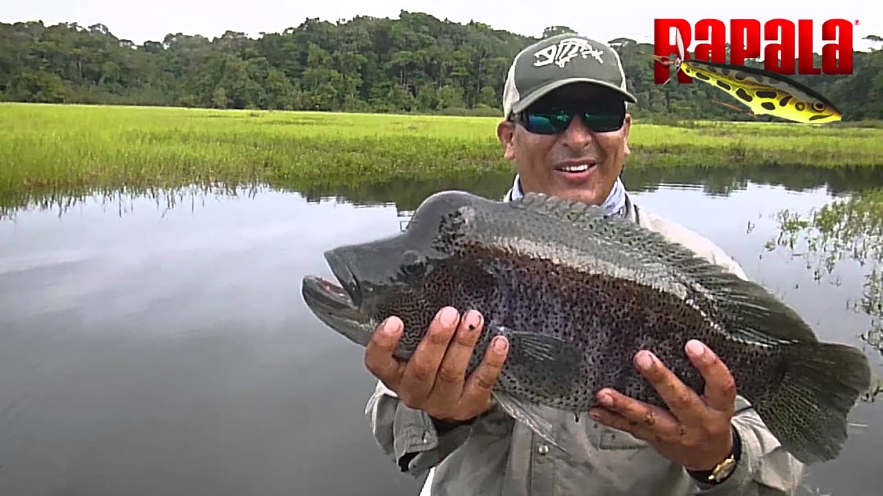 Liberación de guapotes en Costa Rica - YouTube