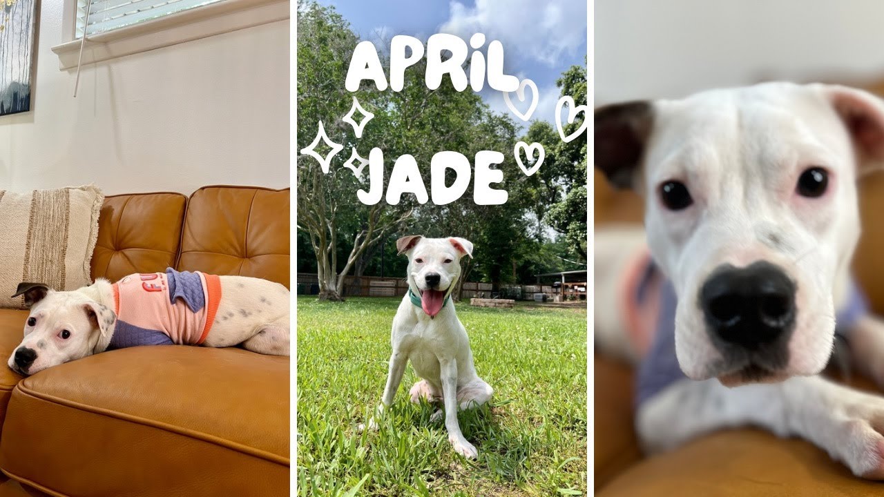 April Jade the three-legged baby angel! - YouTube