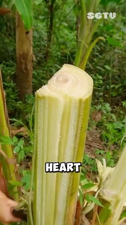 crunchy edible tree heart stretches like cheese - YouTube