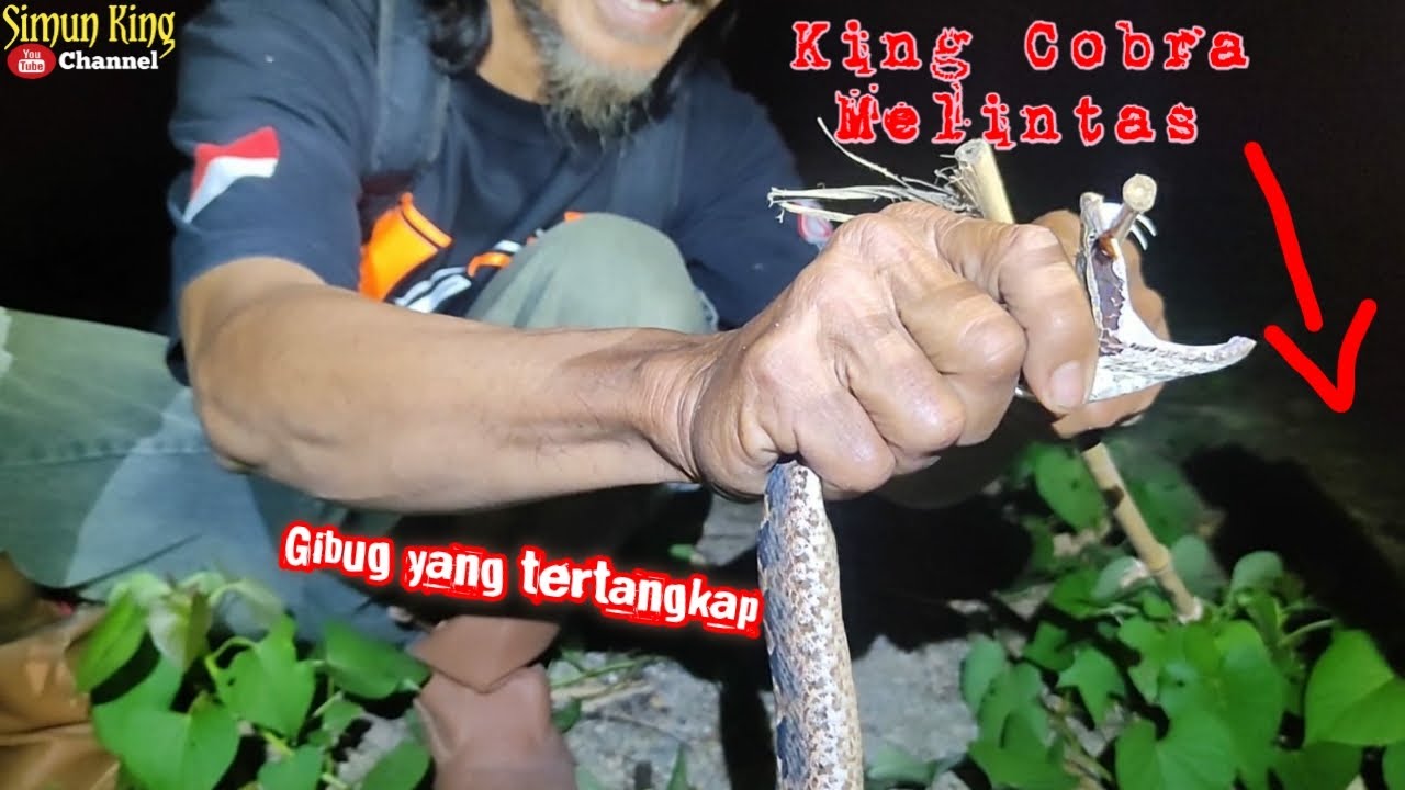 Penangkapan Ular Gibug Malam Hari di Sungai - YouTube