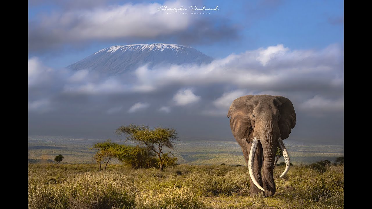 CRAIG elephant Big Tusker - YouTube