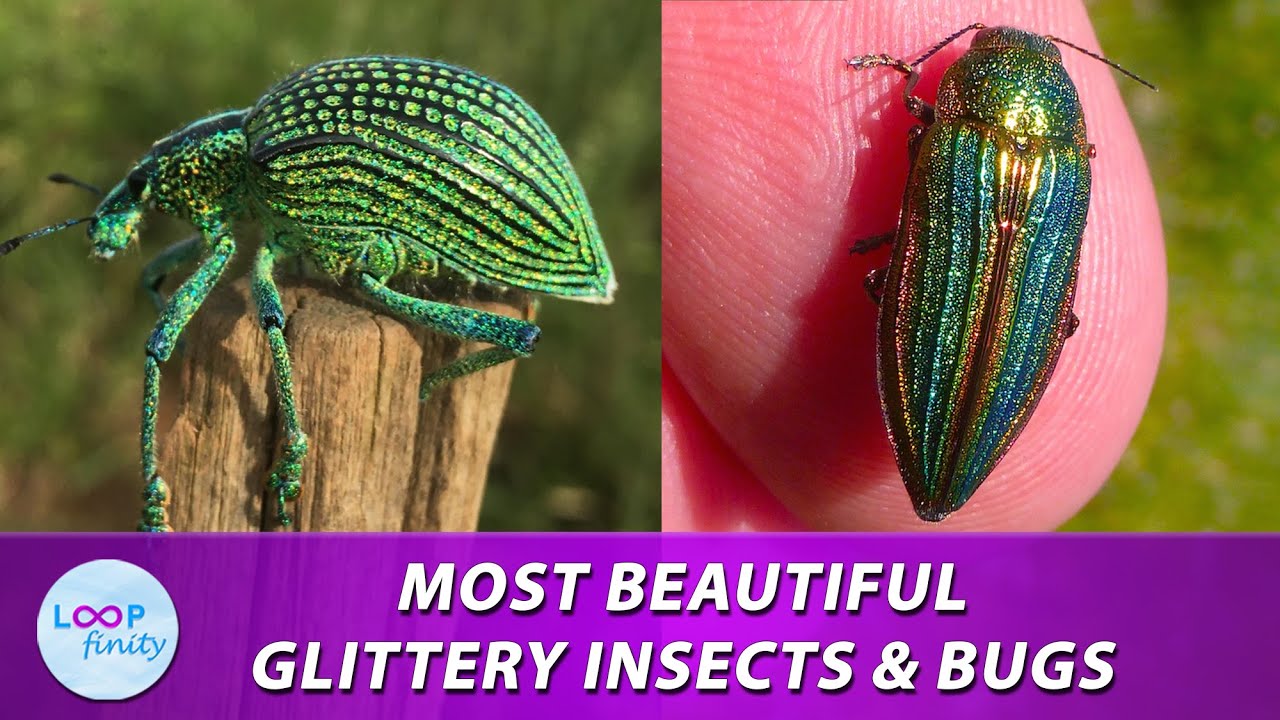 Most Beautiful Glittery Bugs & Insects - YouTube