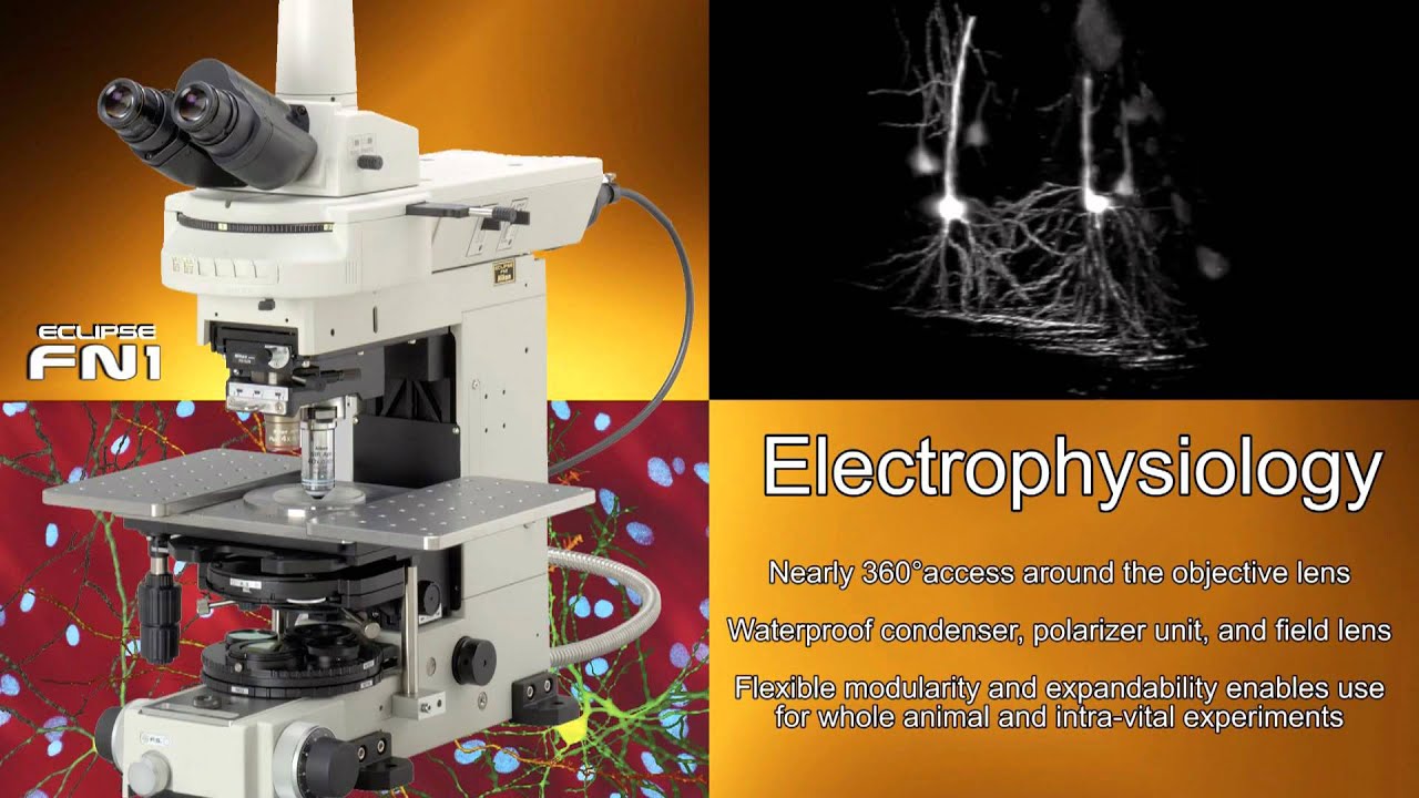 Nikon Eclipse FN1 Fixed Stage Microscope - YouTube