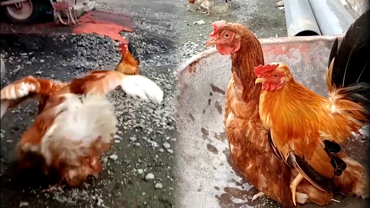 the funniest moments of the little rooster & the big hen part 75 - YouTube